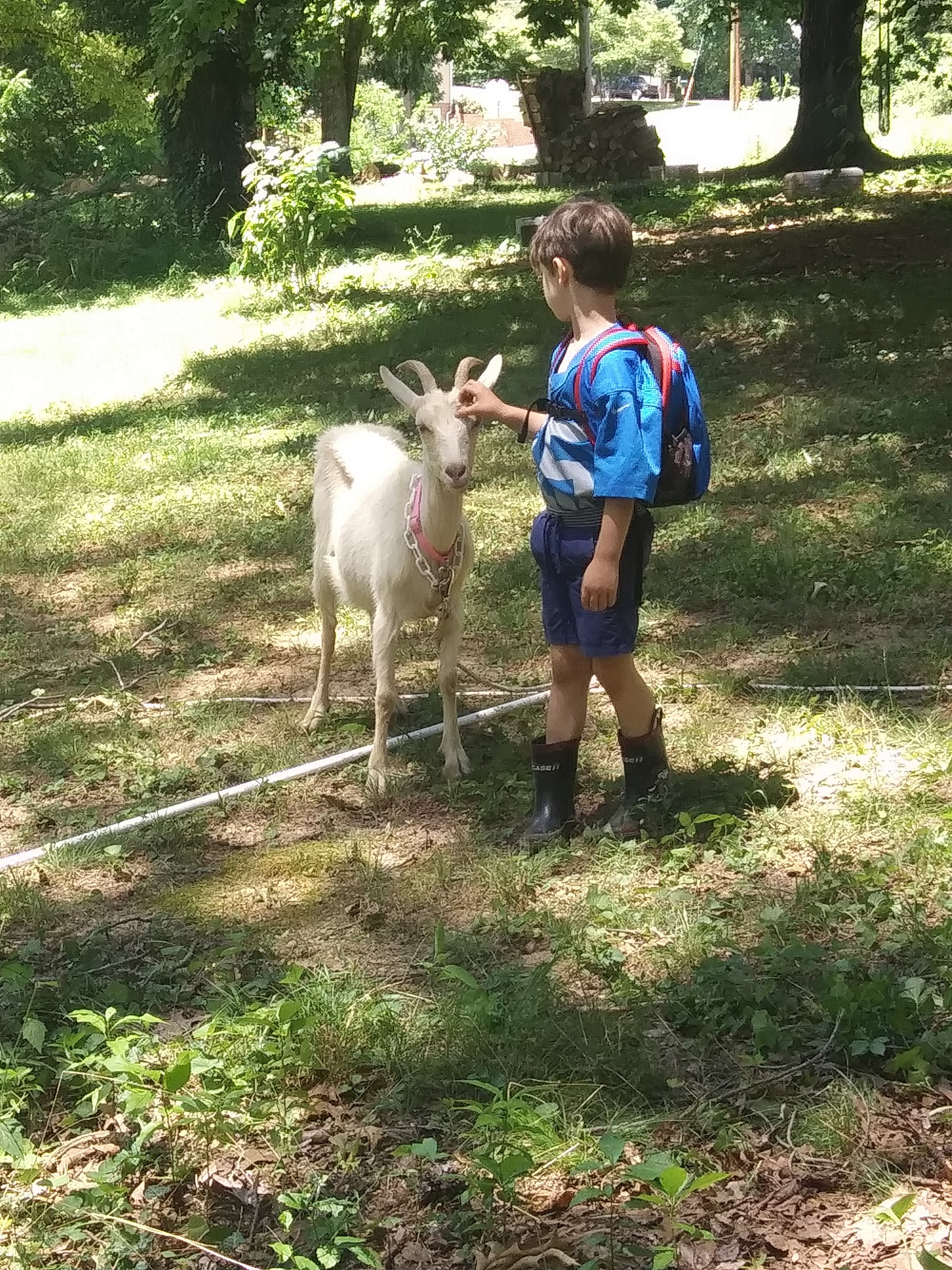 Safely Tethering Dairy Goats – Wholly Holy Living