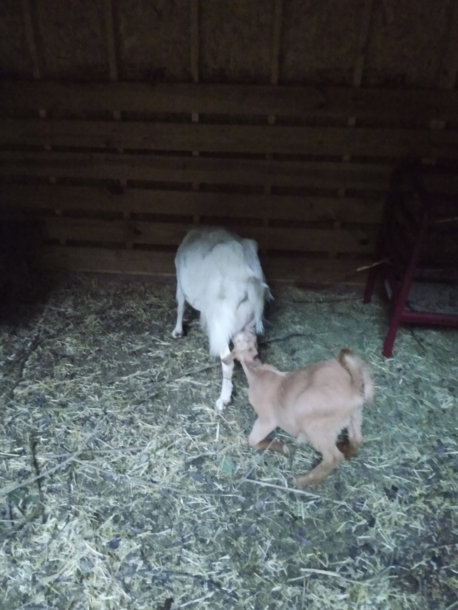 Safely Tethering Dairy Goats – Wholly Holy Living