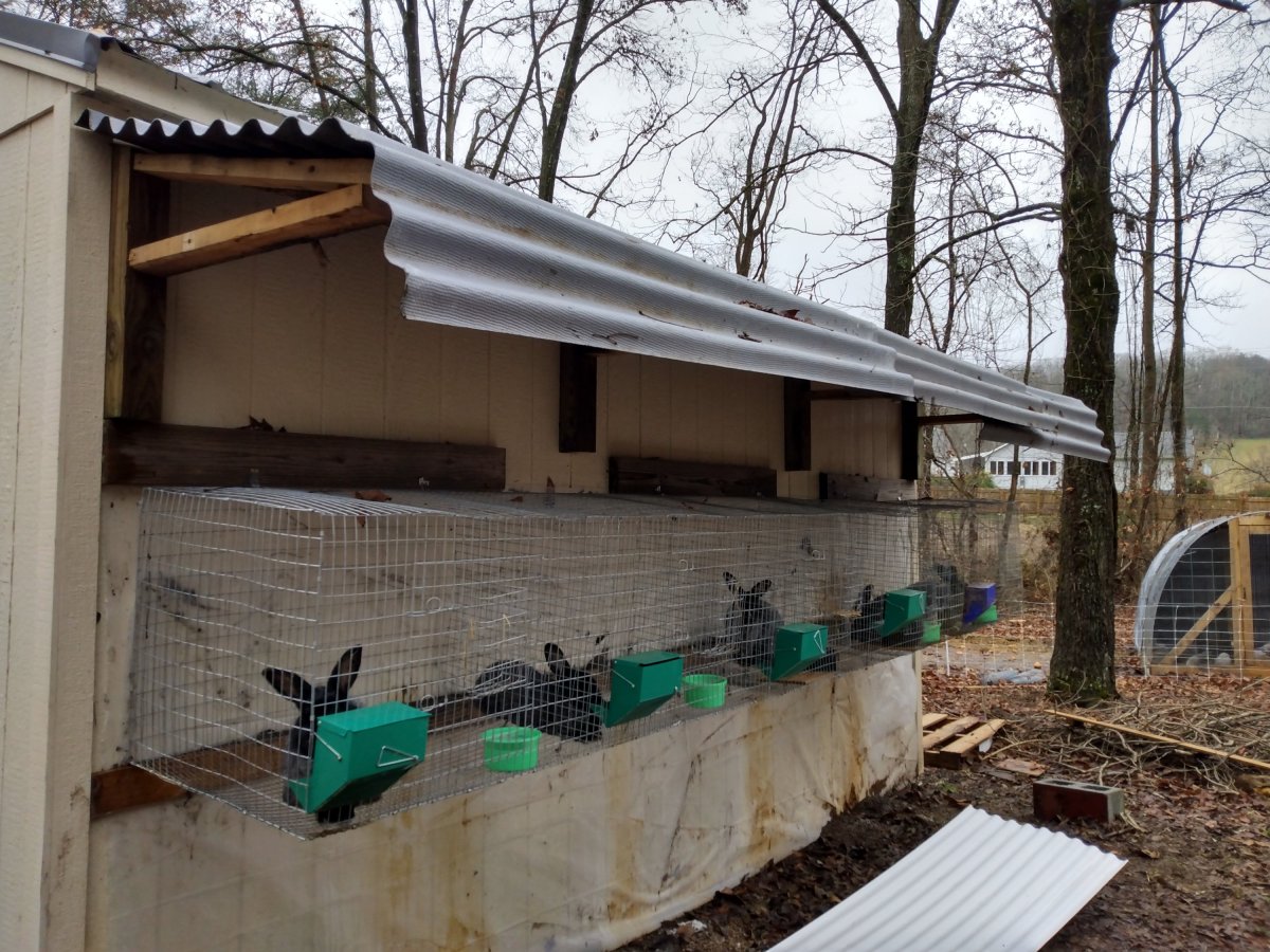 Homestead Update: What’s New and Formal Rabbitry Introduction – Wholly ...