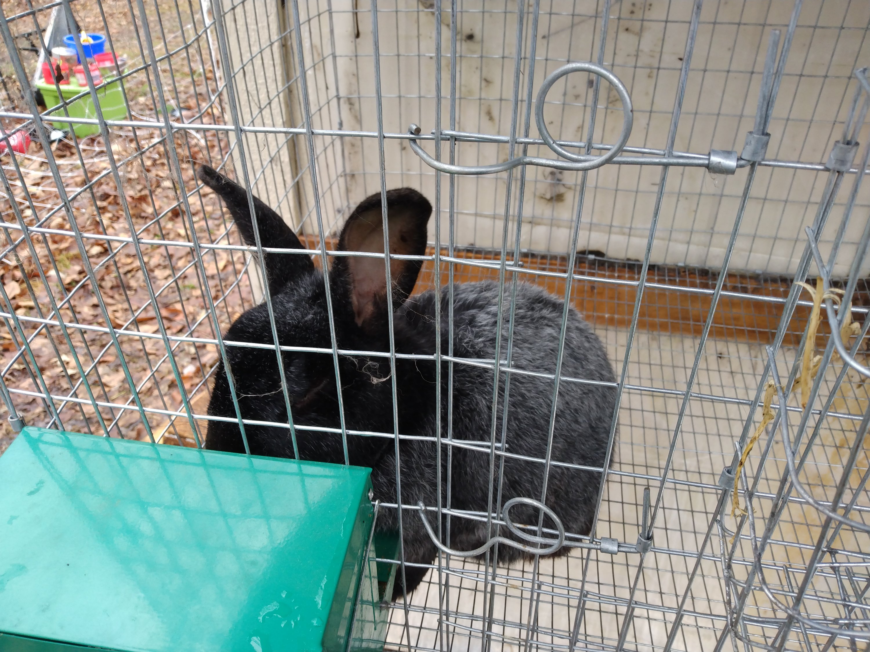 Homestead Update: What’s New and Formal Rabbitry Introduction – Wholly ...
