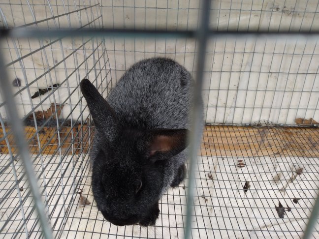 Homestead Update: What’s New and Formal Rabbitry Introduction – Wholly ...
