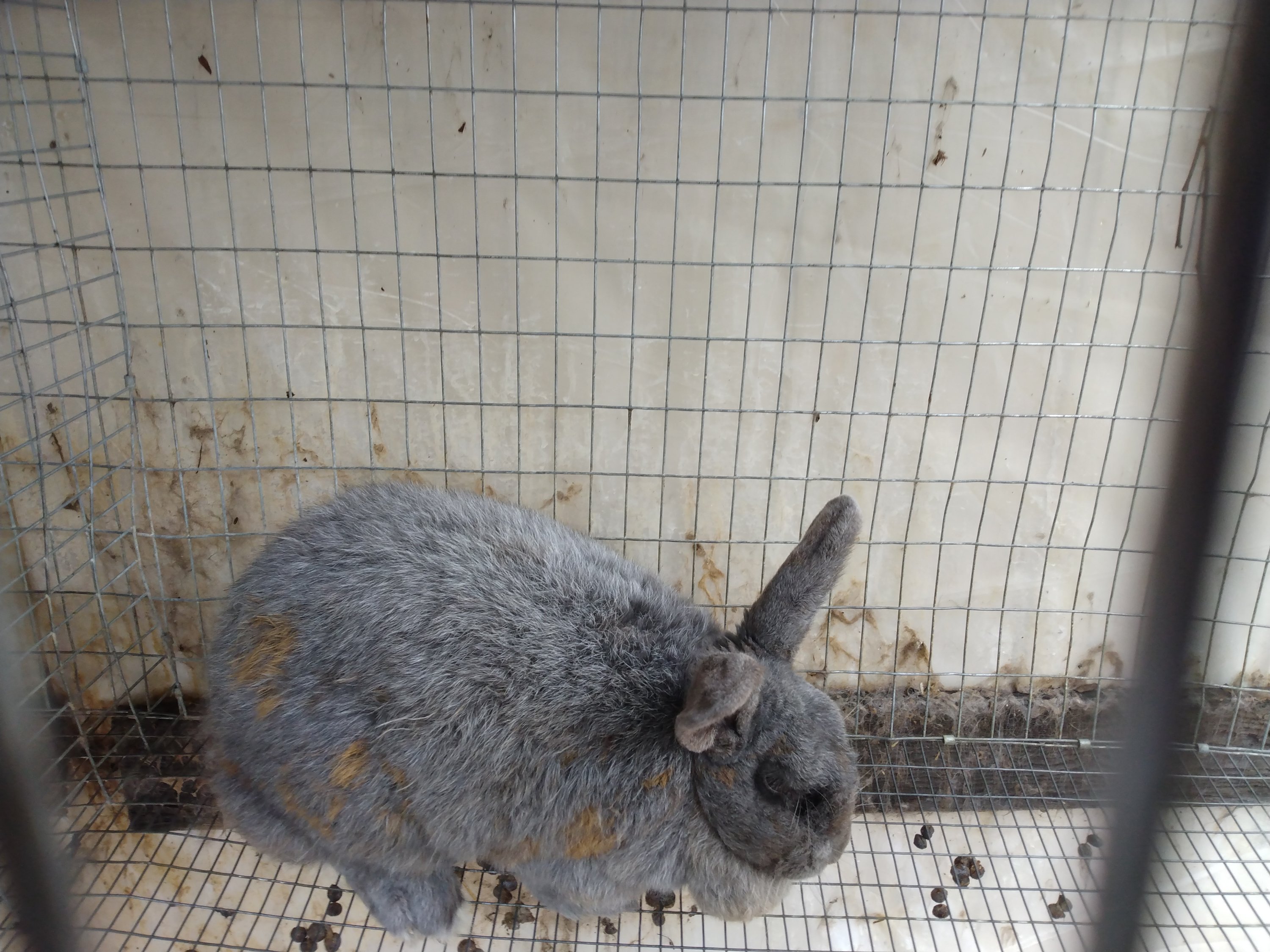Homestead Update: What’s New and Formal Rabbitry Introduction – Wholly ...