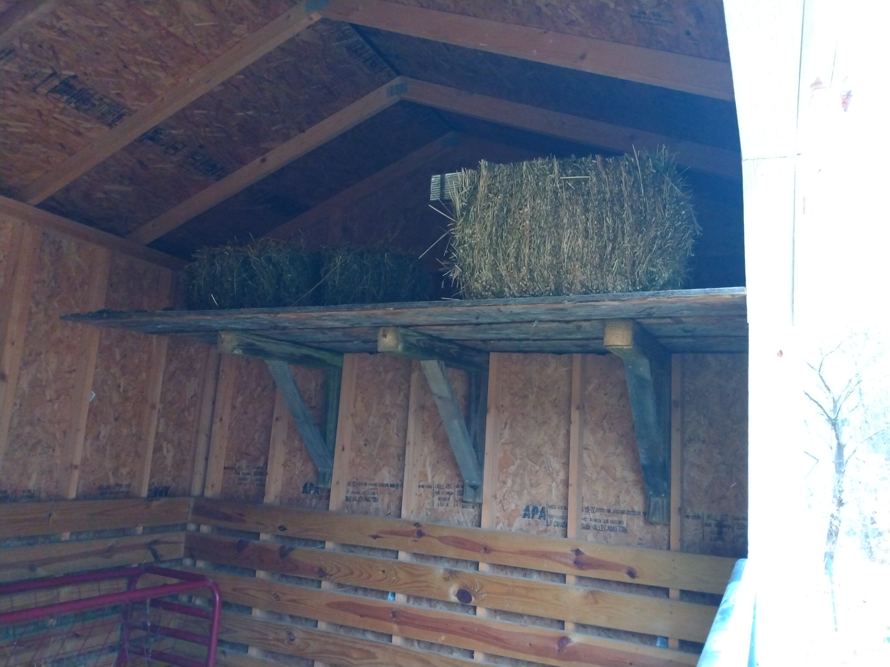 Homestead Update: What’s New and Formal Rabbitry Introduction – Wholly ...